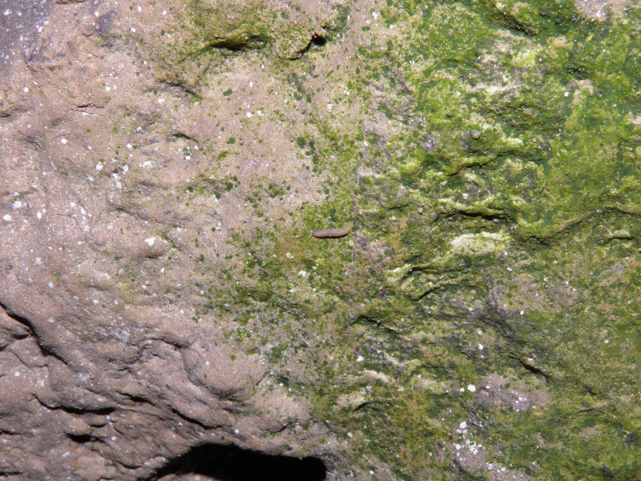 Ugroženost i zaštita – HBSD