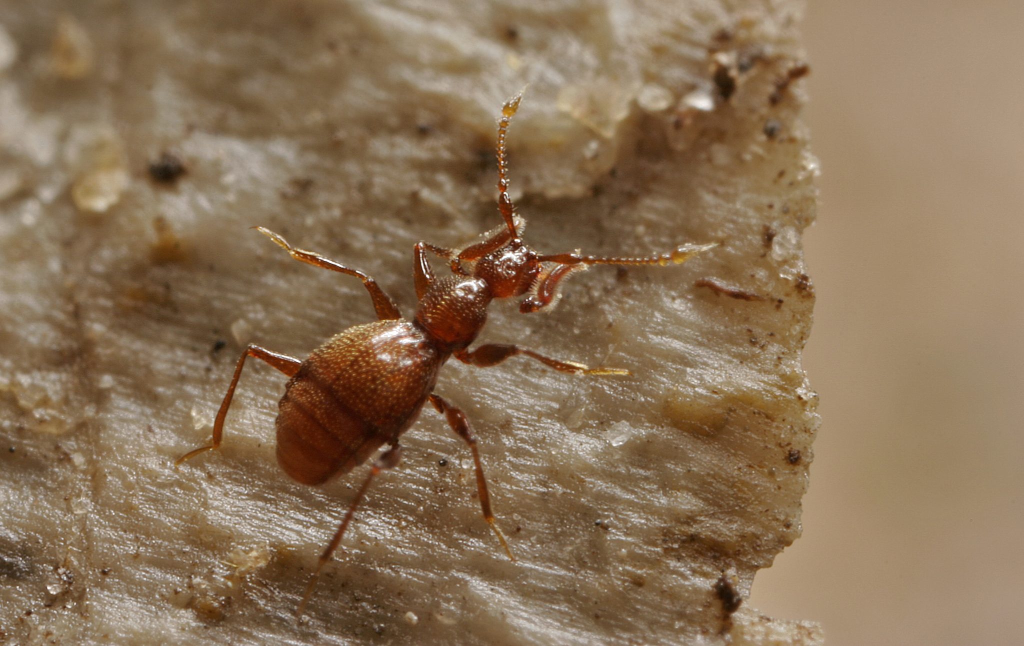 Insects – HBSD