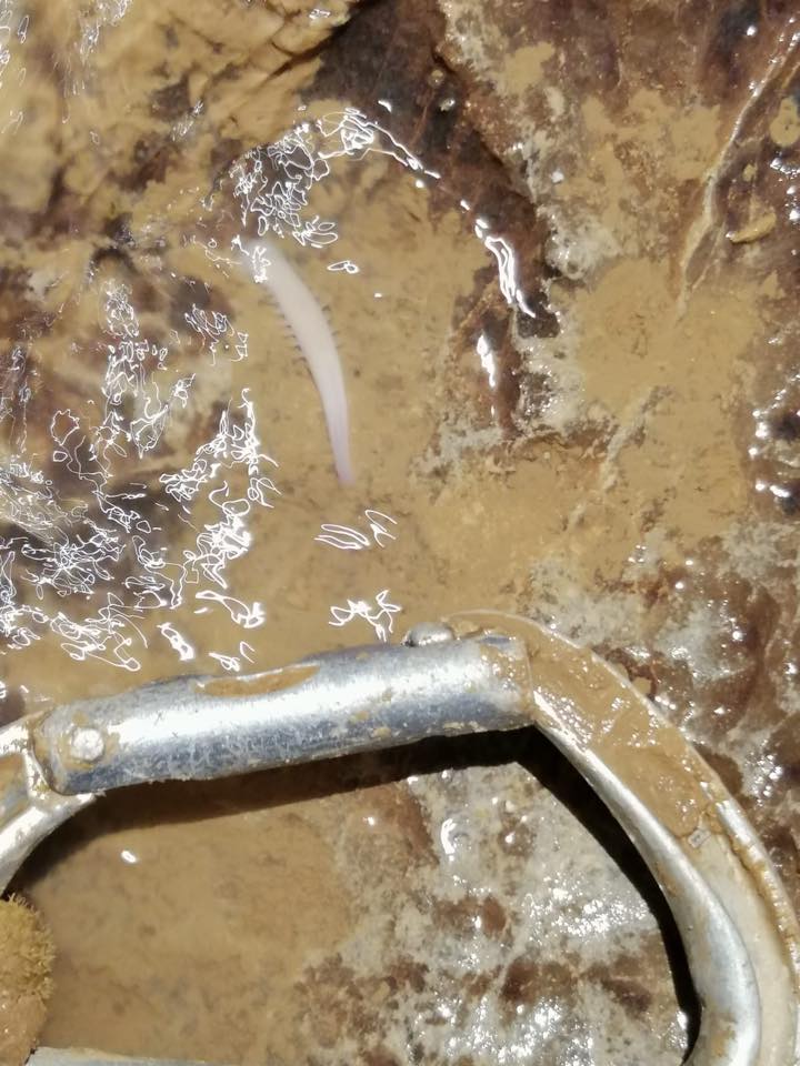 The pit Nedam – new locality record for the Meštrov’s Leech – HBSD